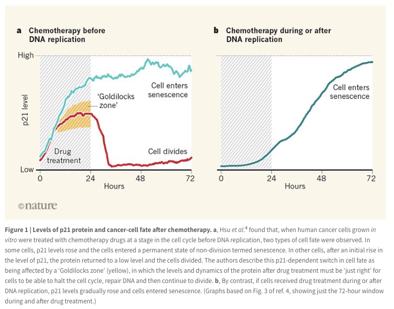 Chemotherapy Effectiveness – Family Medicine Residency Site: Abbotsford ...