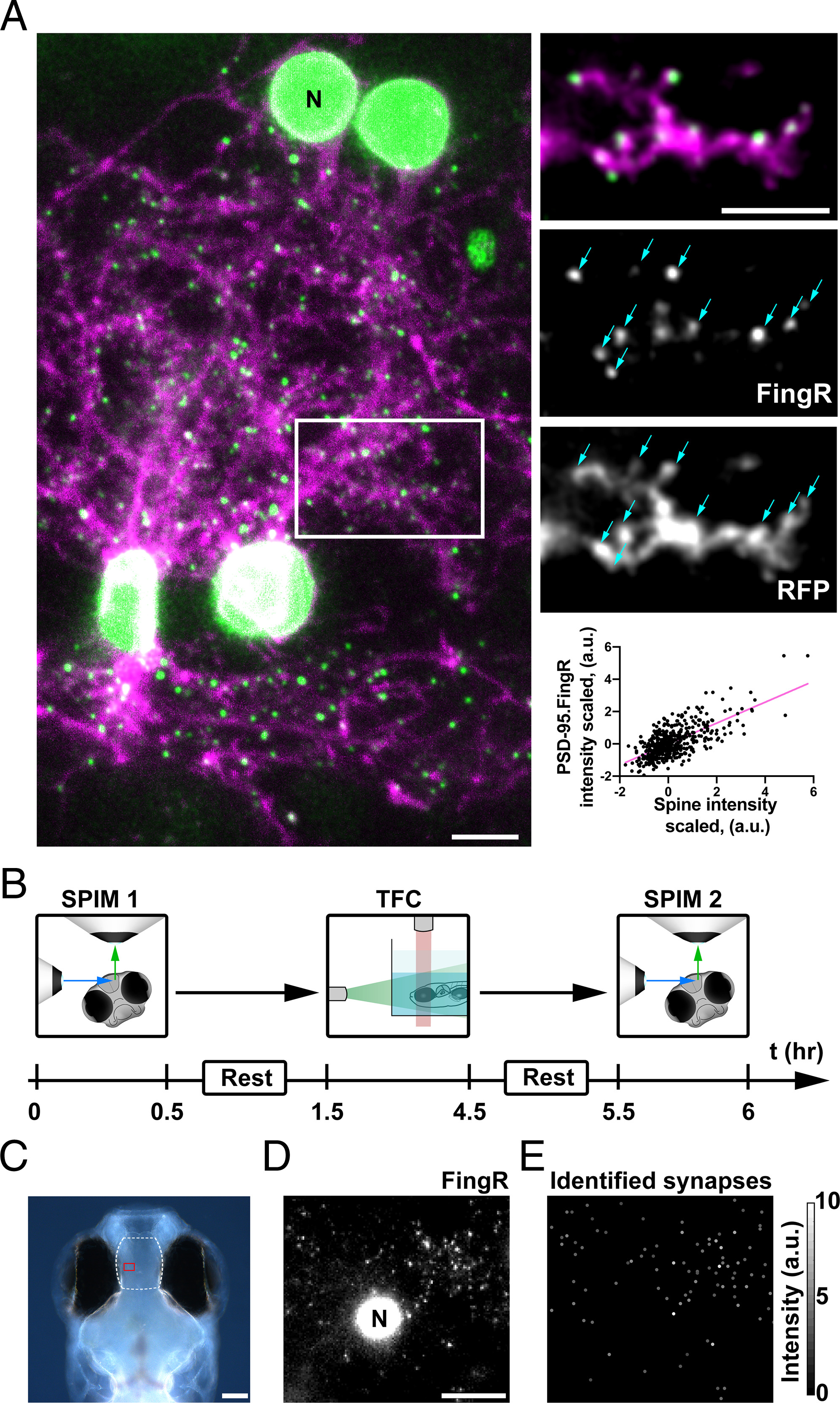 Watching a Memory Form – Family Medicine Residency Site: Abbotsford-Mission
